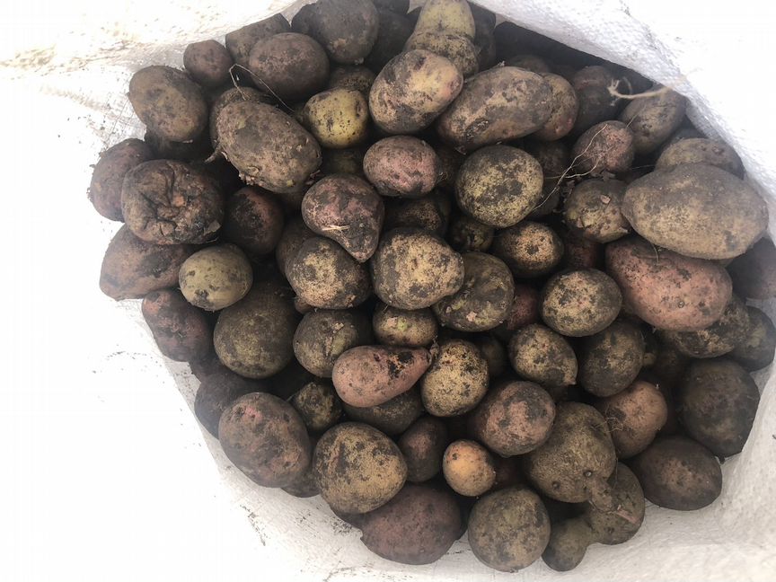 Продам мелкий картофель