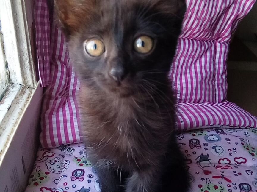 Отдам котенка в добрые руки