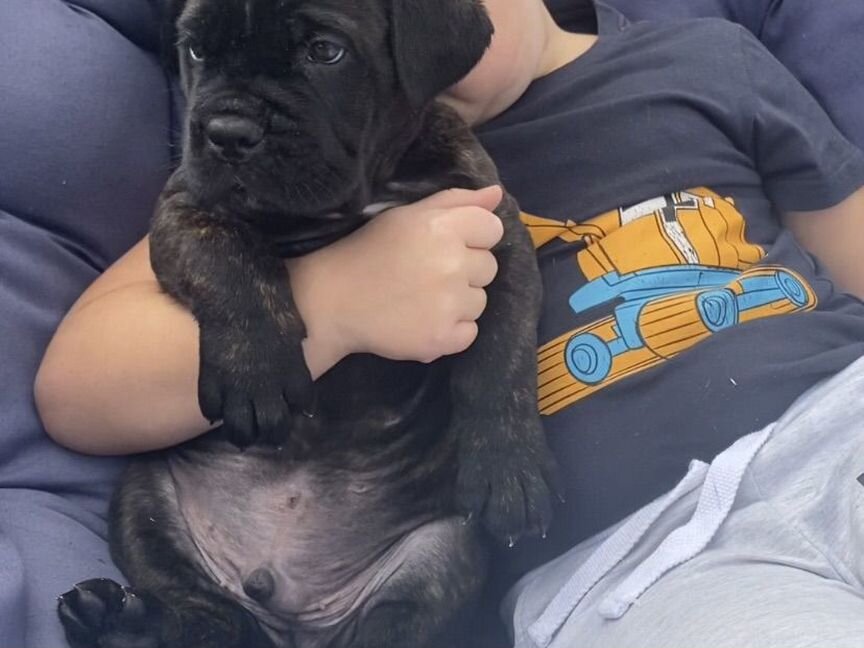 Кане Корсо тигры