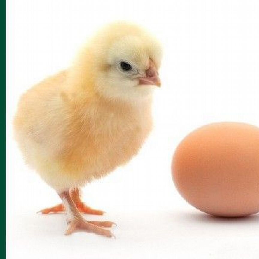 Инкубационное яйцо