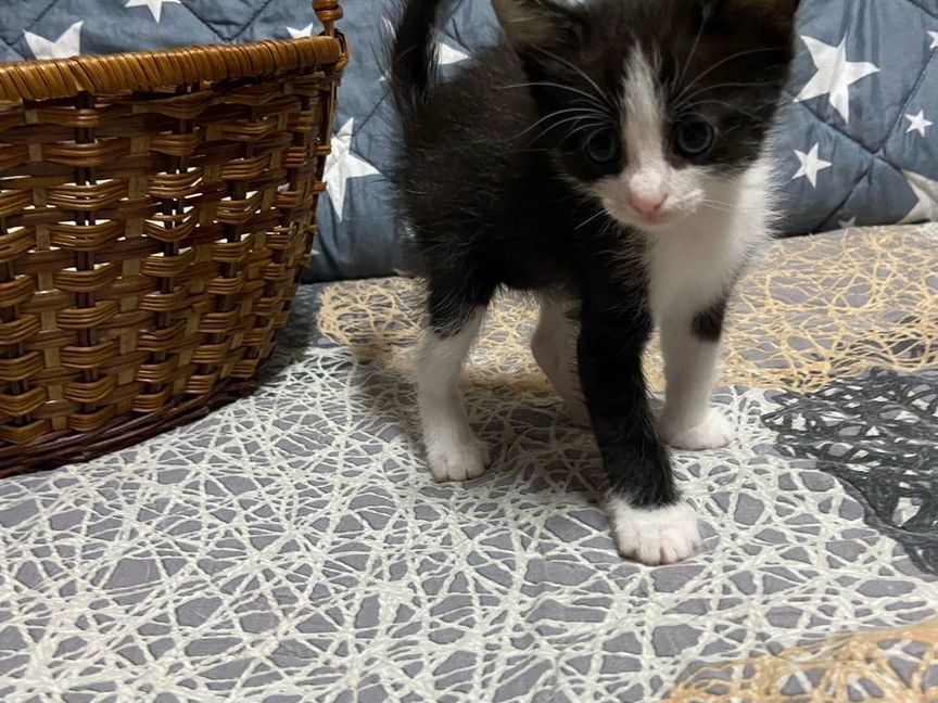 Котенок мальчик в добрые руки