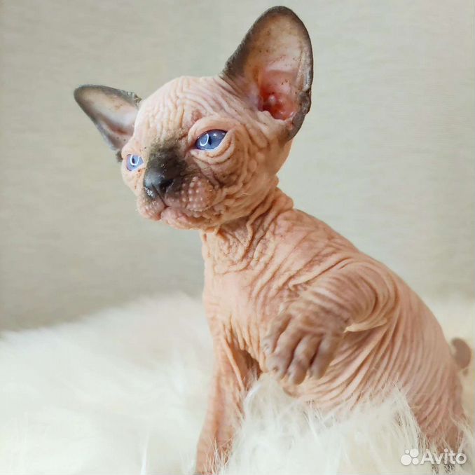 Канадский сфинкс мальчишка