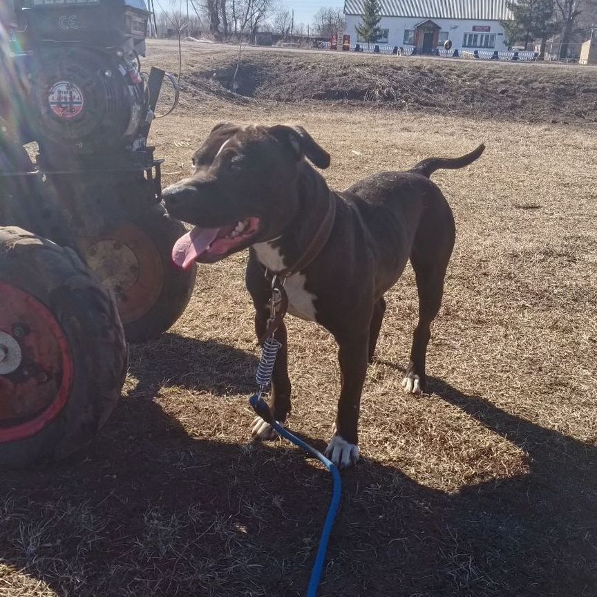 Питбултерьер