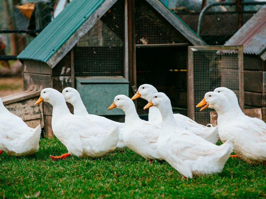 Утка домашняя