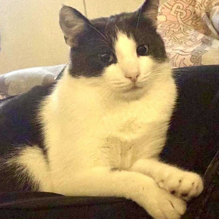 Котик в добрые руки