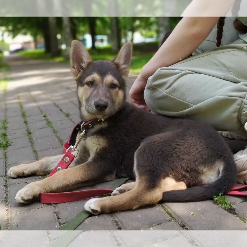 Щенок в добрые руки