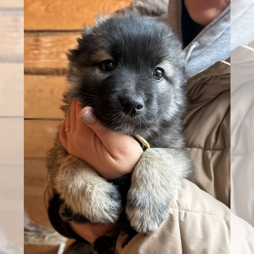 Щенок в добрые руки