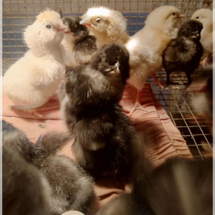 Цыплята несушки