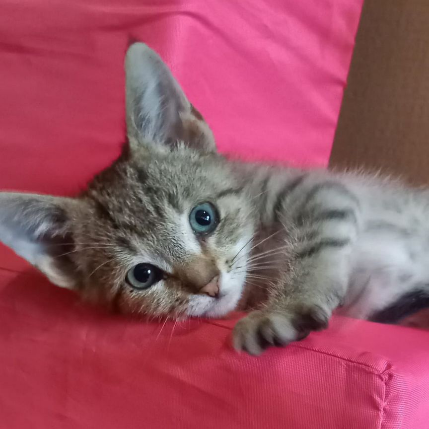 Котенок