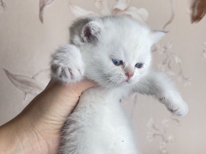 Британские голубоглазые котята