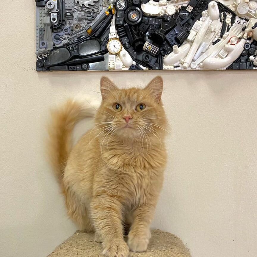 Не надеется