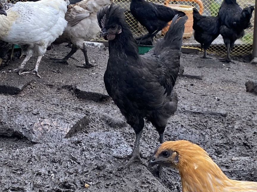 Петух ухейлюль