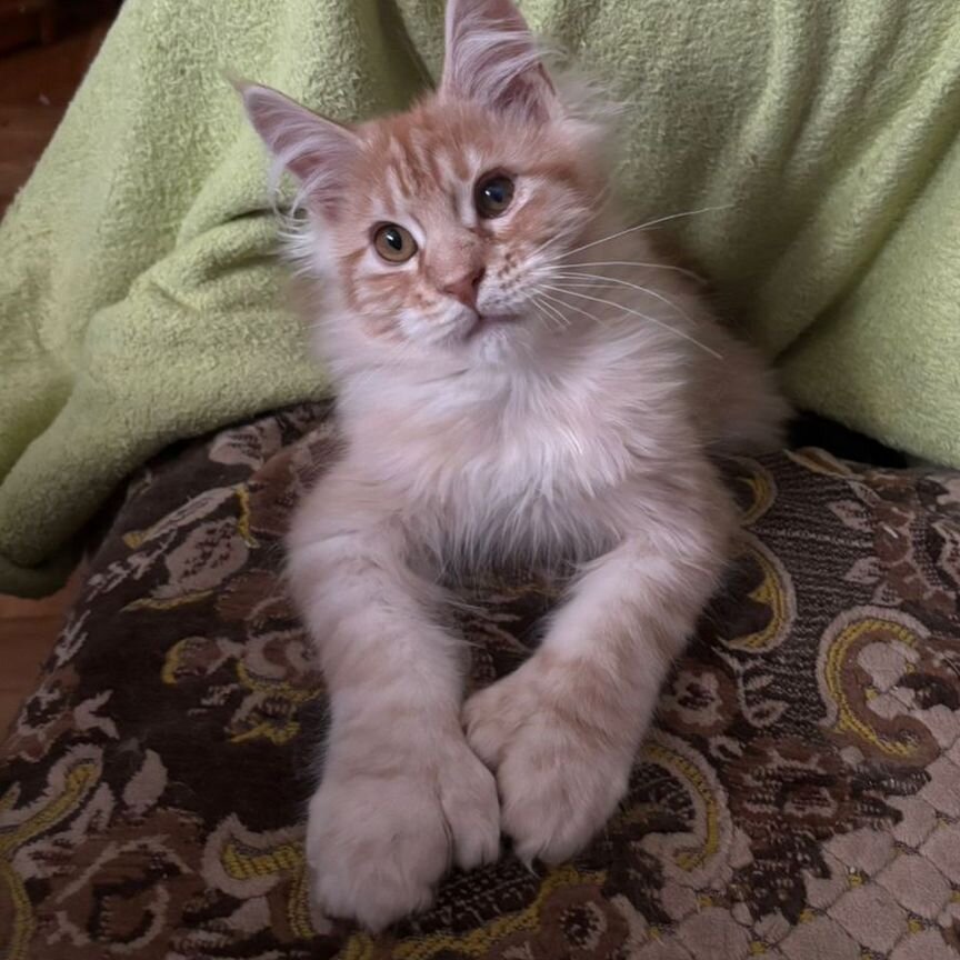 Мейн-кун полидакт