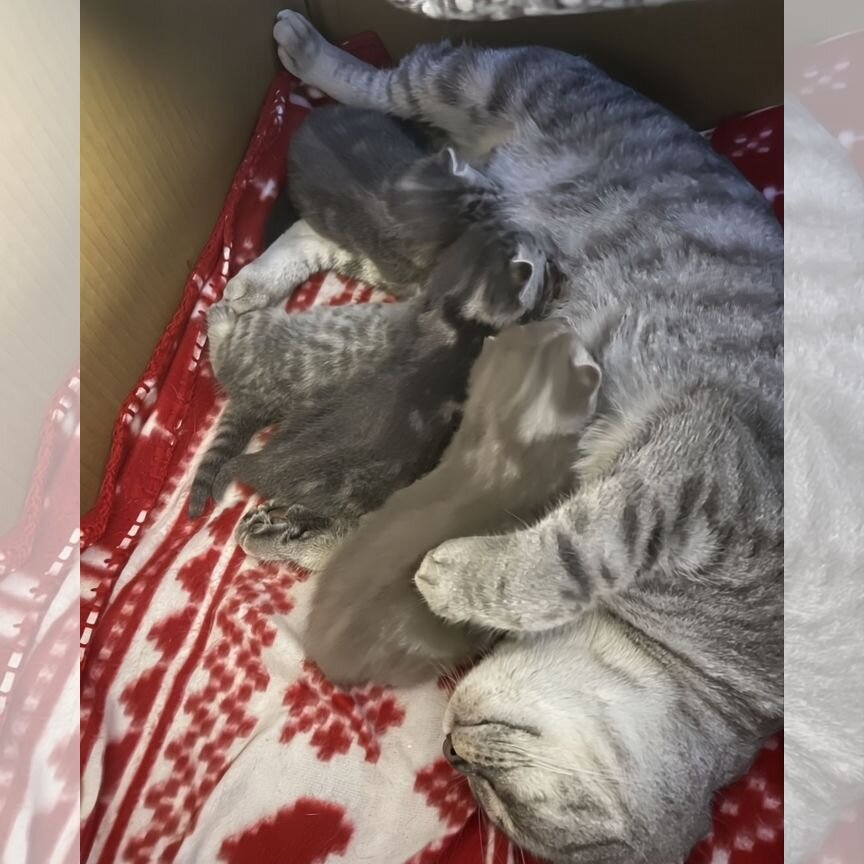 Шотландский вислоухий короткошёрстный котёнок