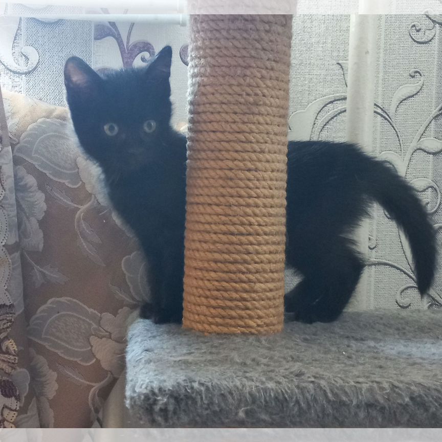 Чёрные котята ищут дом