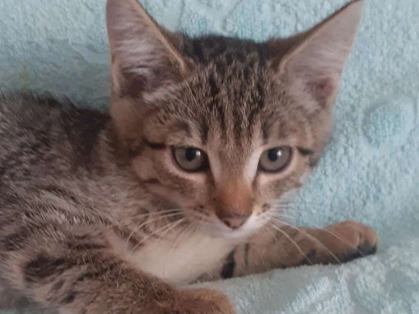 Котёнок Глашенька 3 месяца