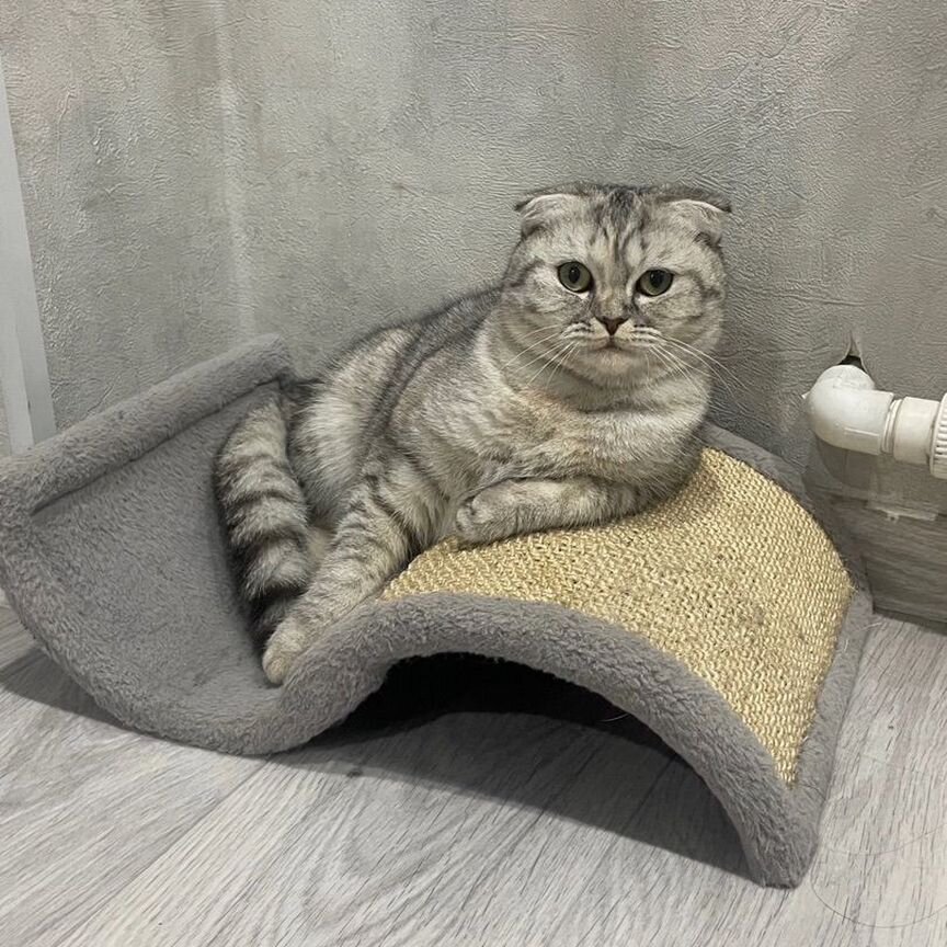 Кошка на вязку
