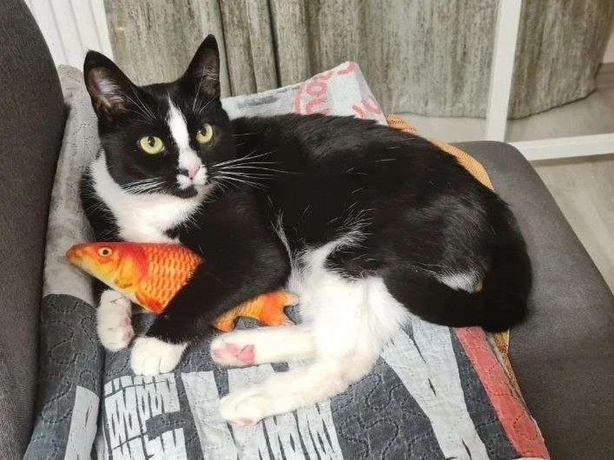 Стерилизованая Маруся ищет семью, 3 года