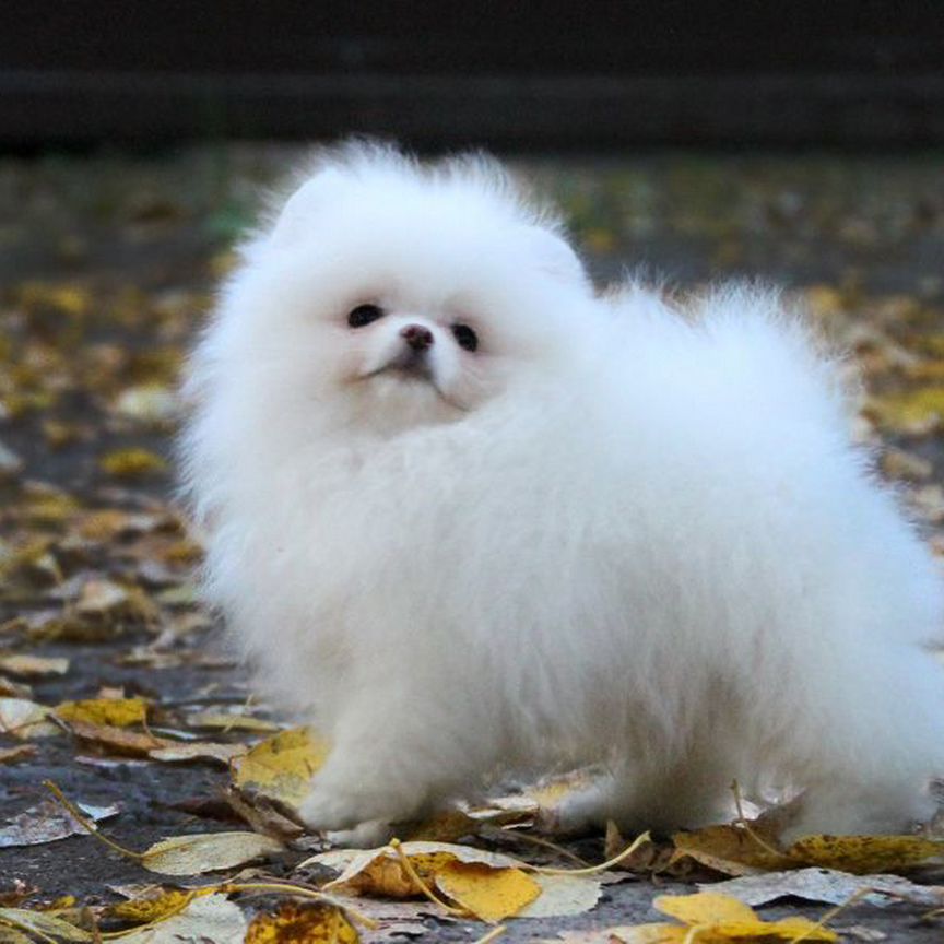 Щенок шпица мальчик РКФ