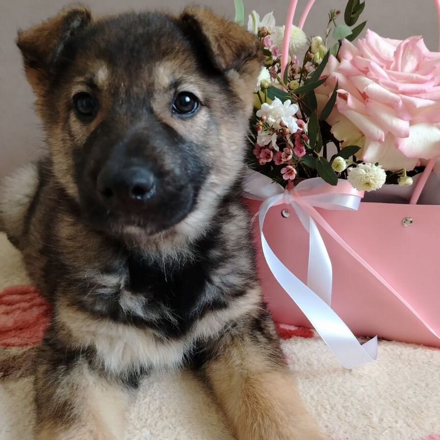 Щенок в добрые руки