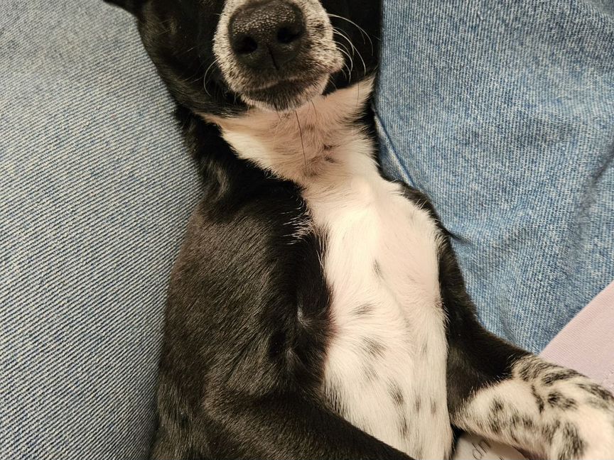 Собака в добрые руки