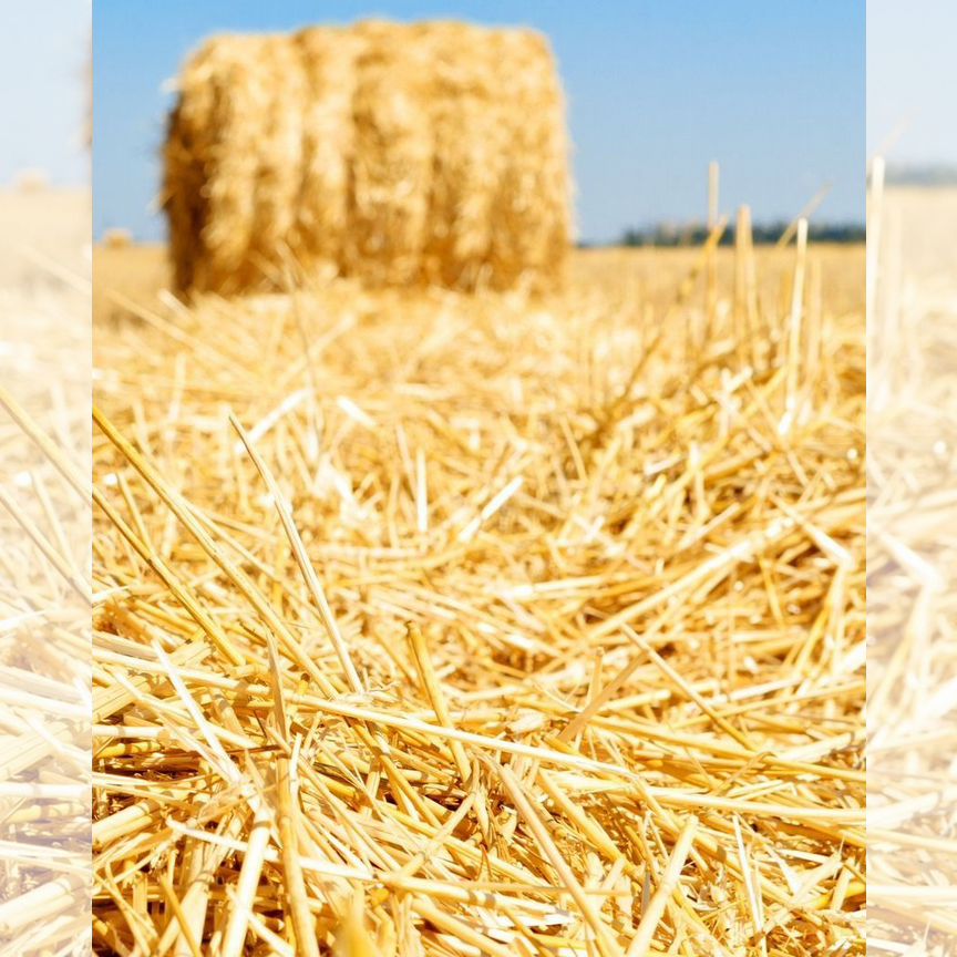Солома в мешках
