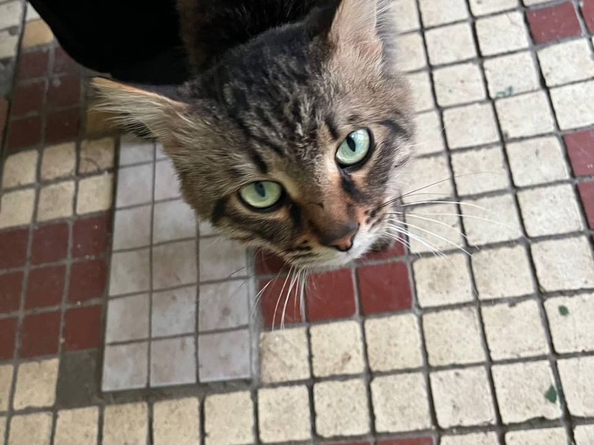 Кота выкинули в подъезд