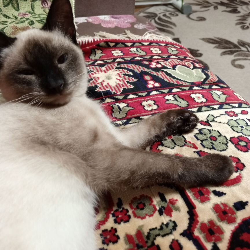 Котёнок мальчик