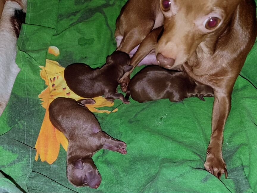 Щенки той терьер мини бронь