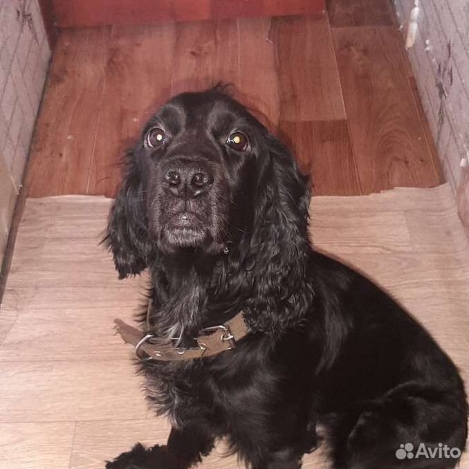 Русский кокер спаниель