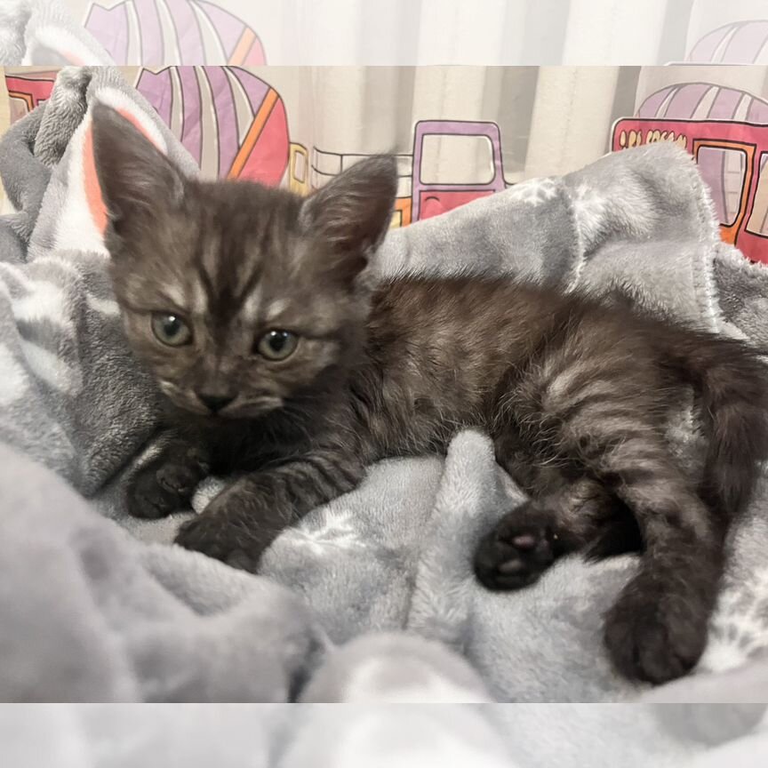 Котенок 2 месяца шотландский бесплатно