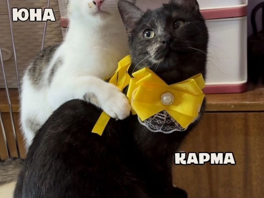 Отдаем кошечек в добрые руки