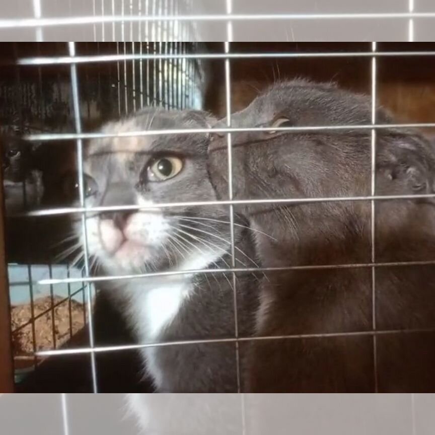 Вислоушку сдали в приют с котятами