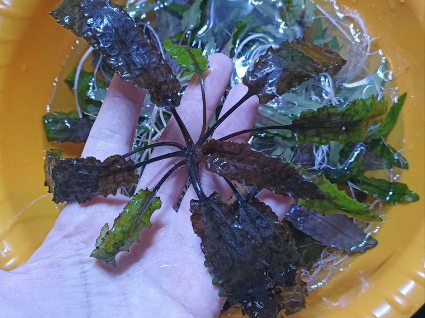 Криптокарина волнистая (undulata)