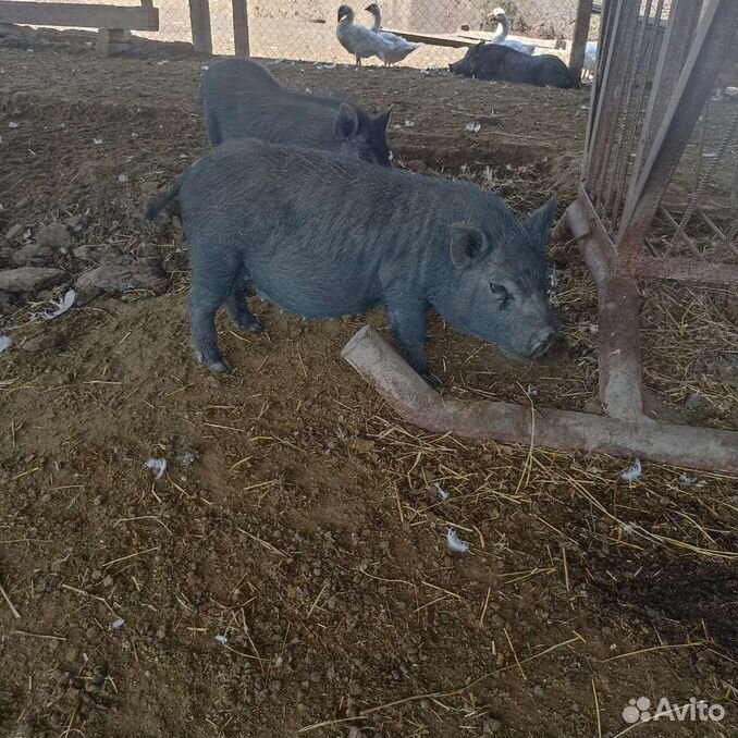 Вьетнамские свиньи