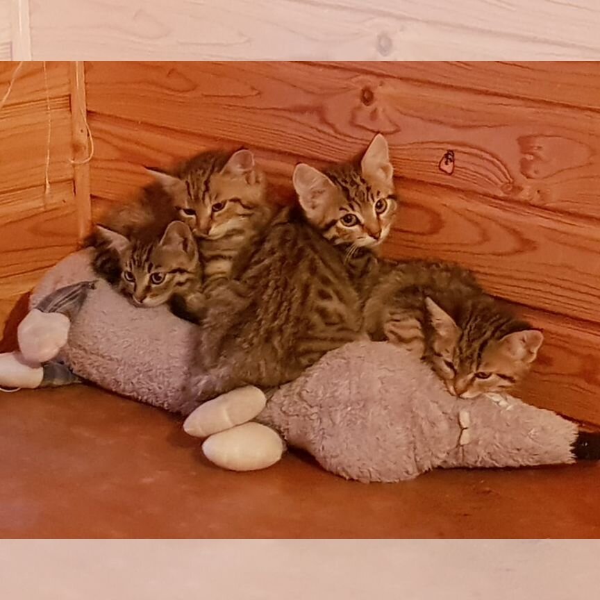 Котята в добрые руки