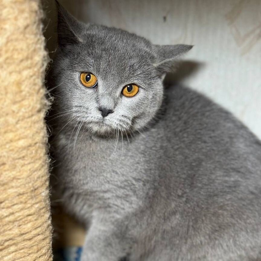 Ищем дом серой кошечке