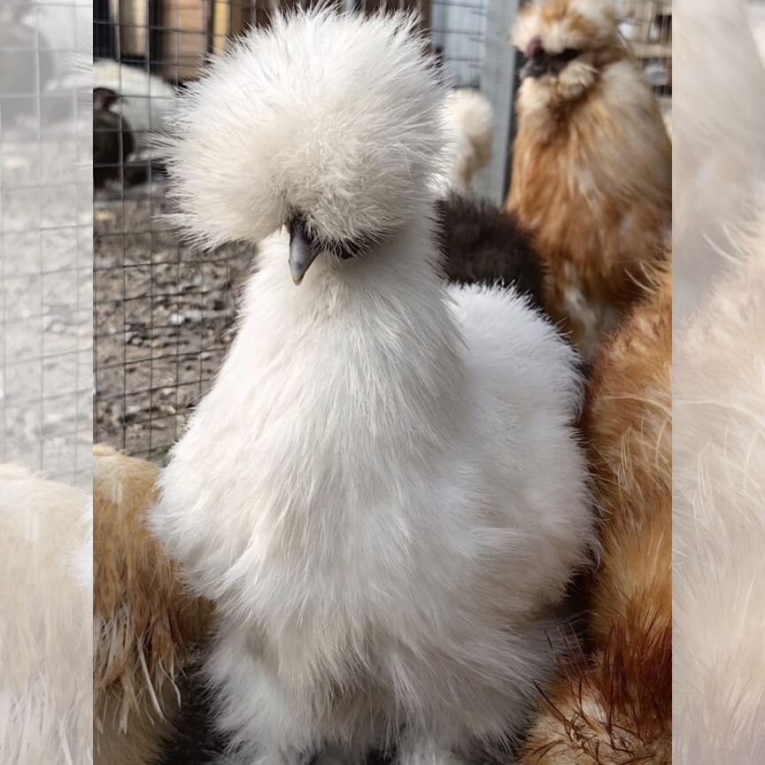 Китайская шелковая курица инкубационное яйцо