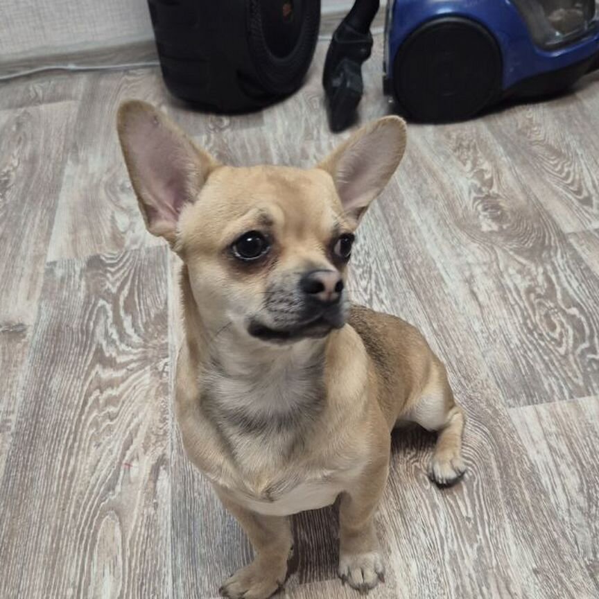 Чихуахуа, щенок