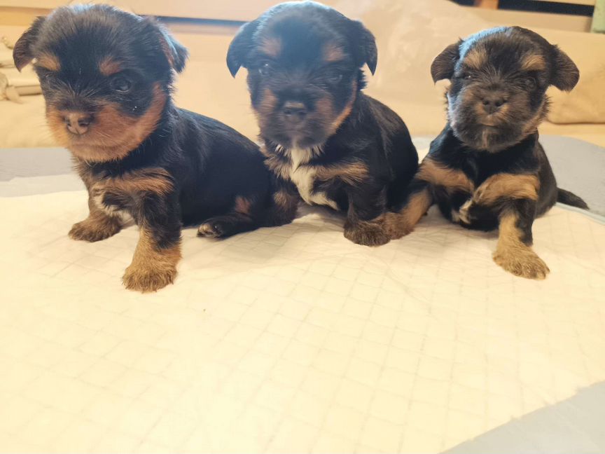 Йоркширский терьер щенки стандарт