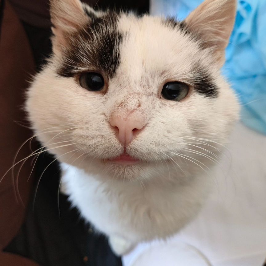 Котики бесплатно