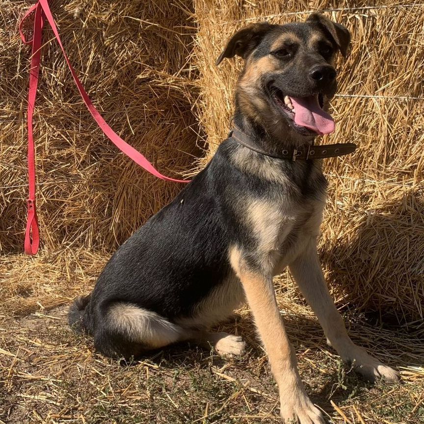 Прекрасный пёс ищет дом