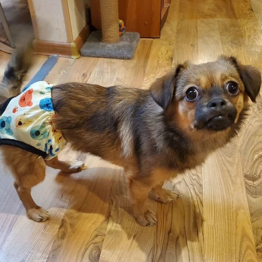 Щенок в добрые руки