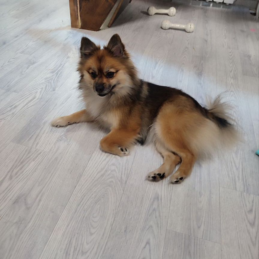 Немецкий шпиц девочка