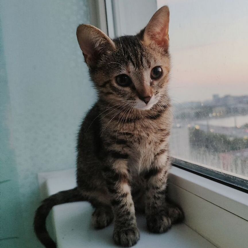 Котенок