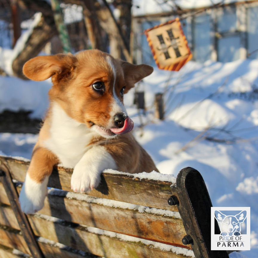 Рыжий огонёк вельш корги кардиган
