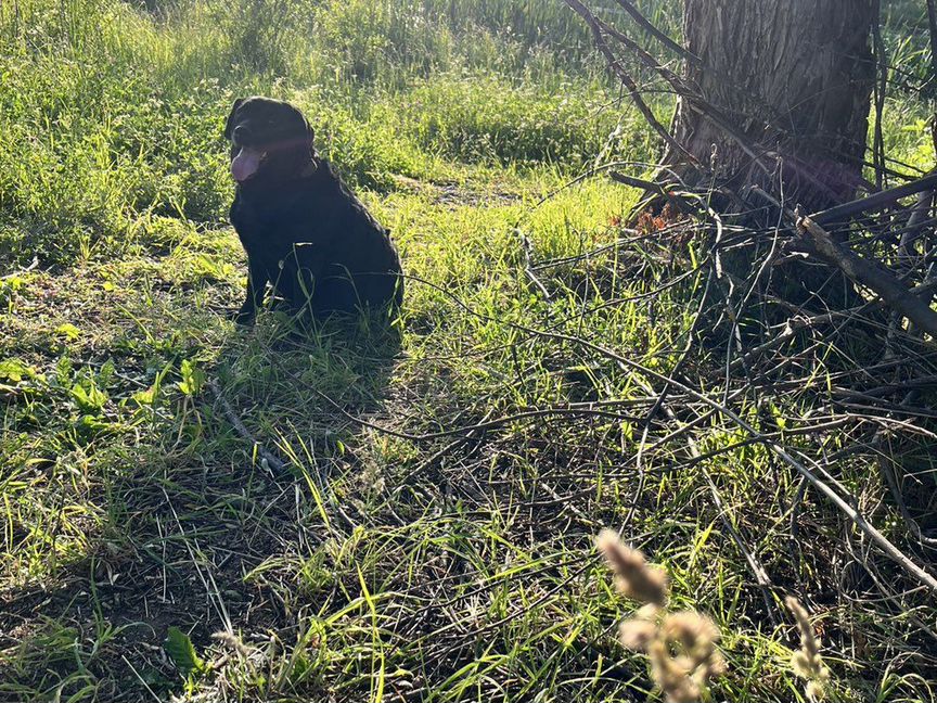 Собака в добрые руки