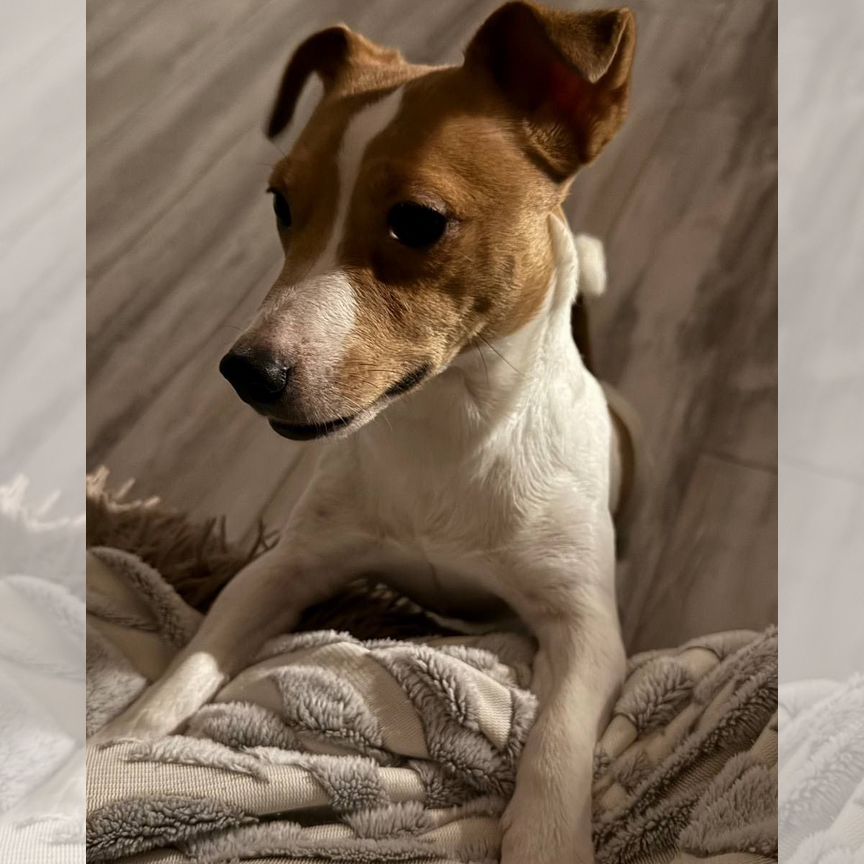 Джек-рассел-терьер, взрослая собака