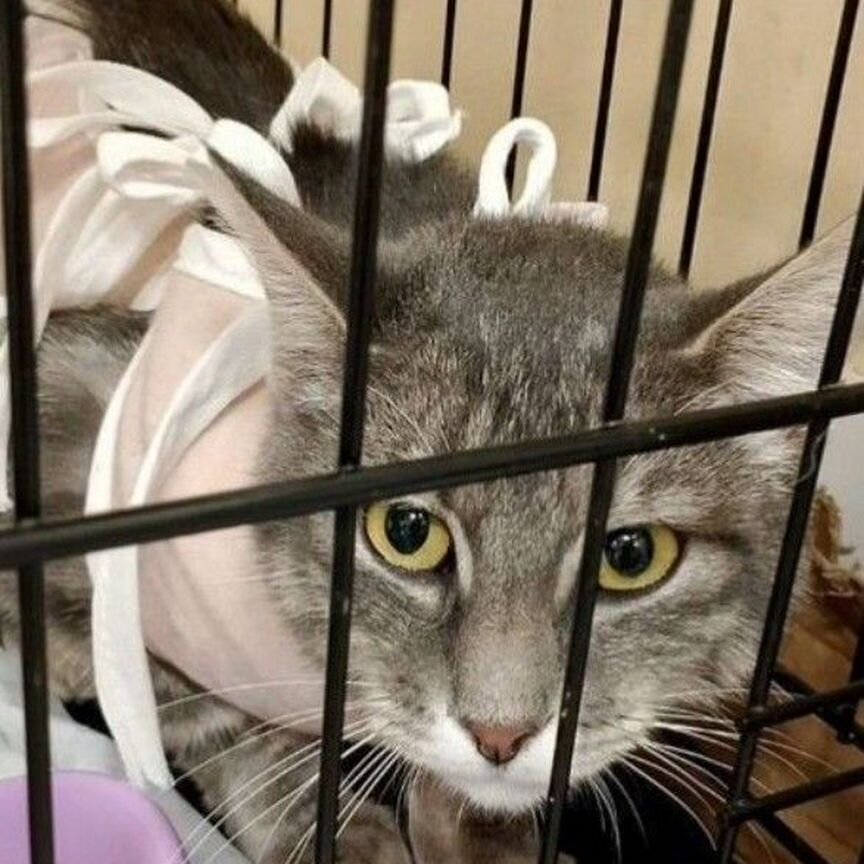 Сжальтесь заберите кошку домой