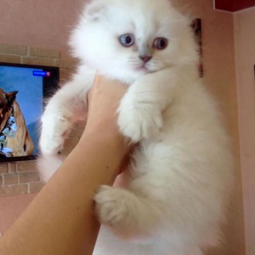 Вислоухие котята